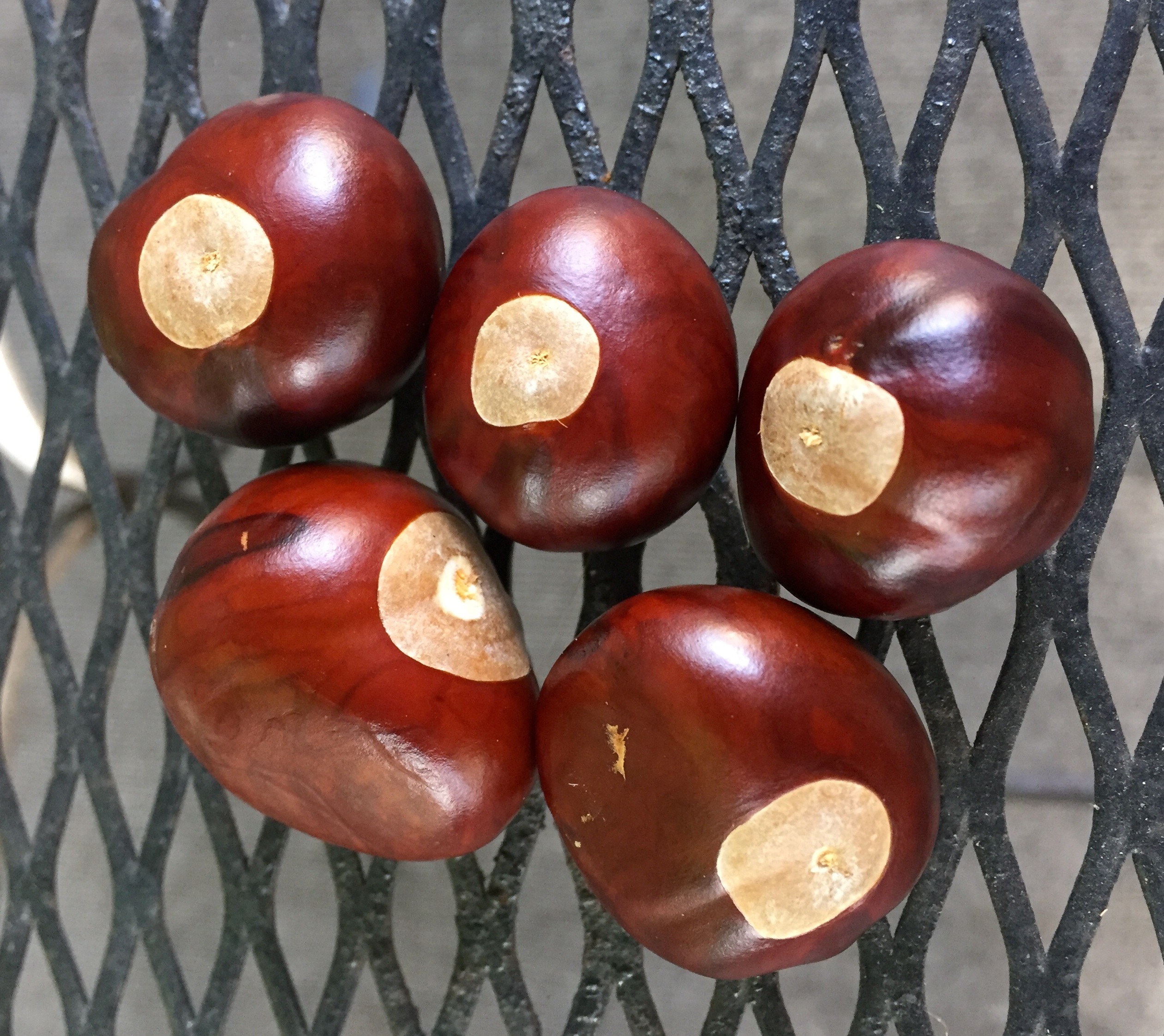 Connecting with trees (Summer reading, part IV) | Mulled Science